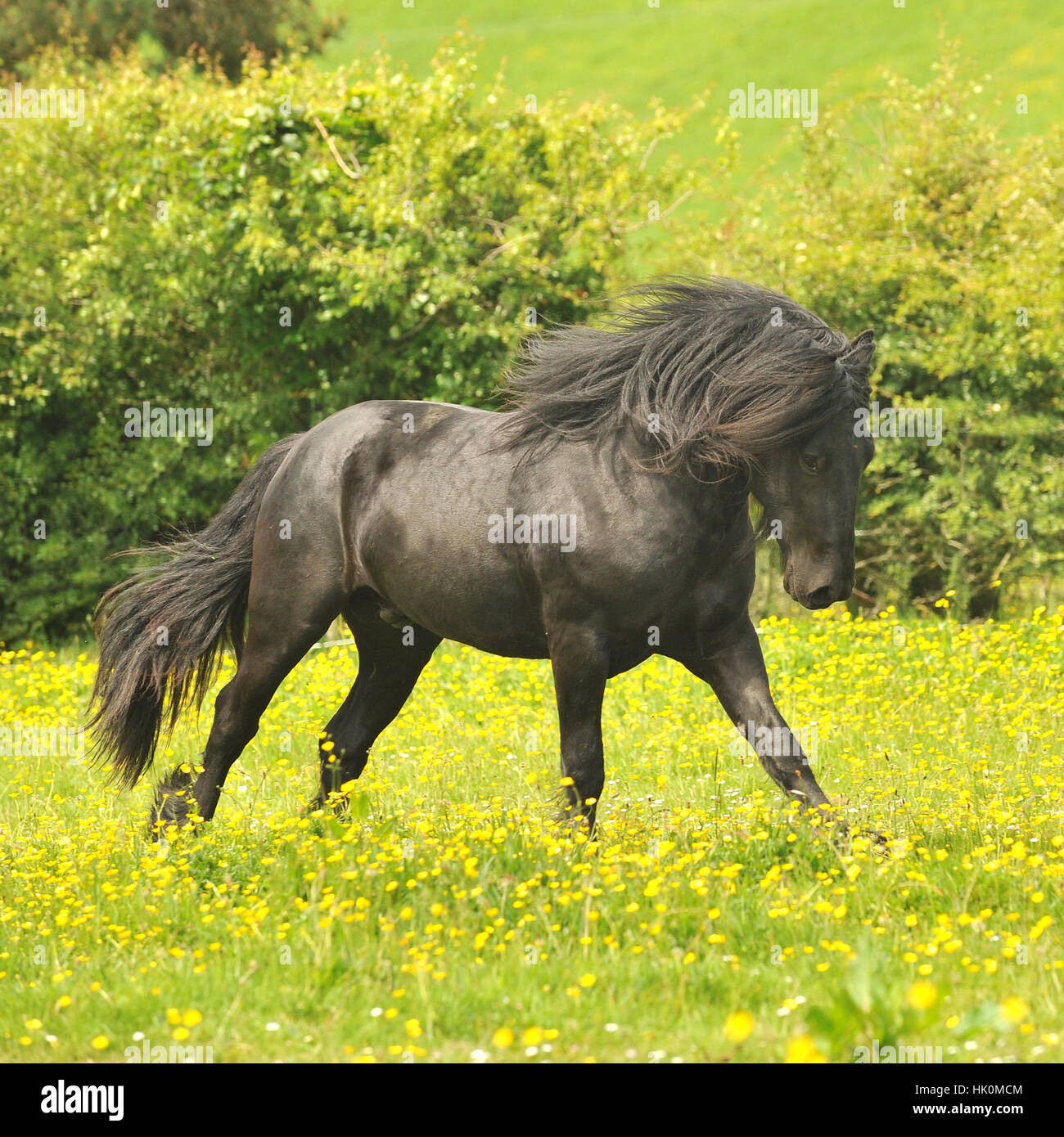 Fell pony hi-res stock photography and images - Alamy