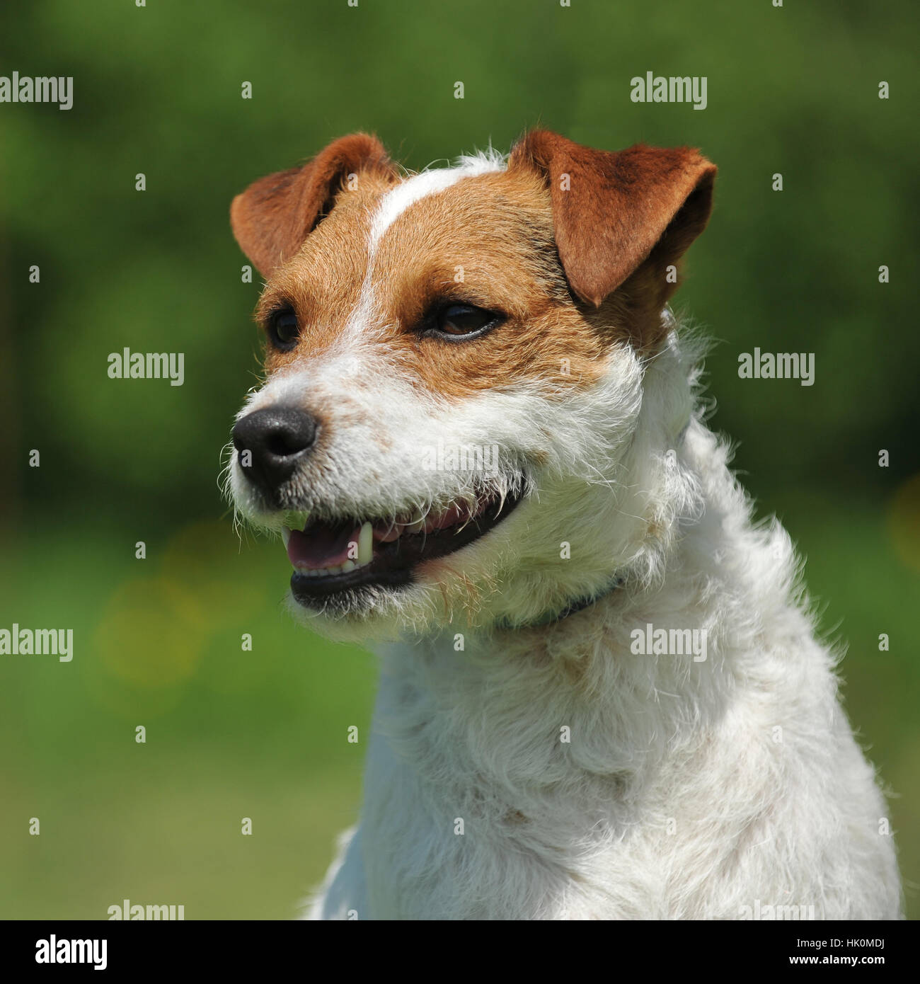 Jack russell terrier sitting profile hi-res stock photography and ...