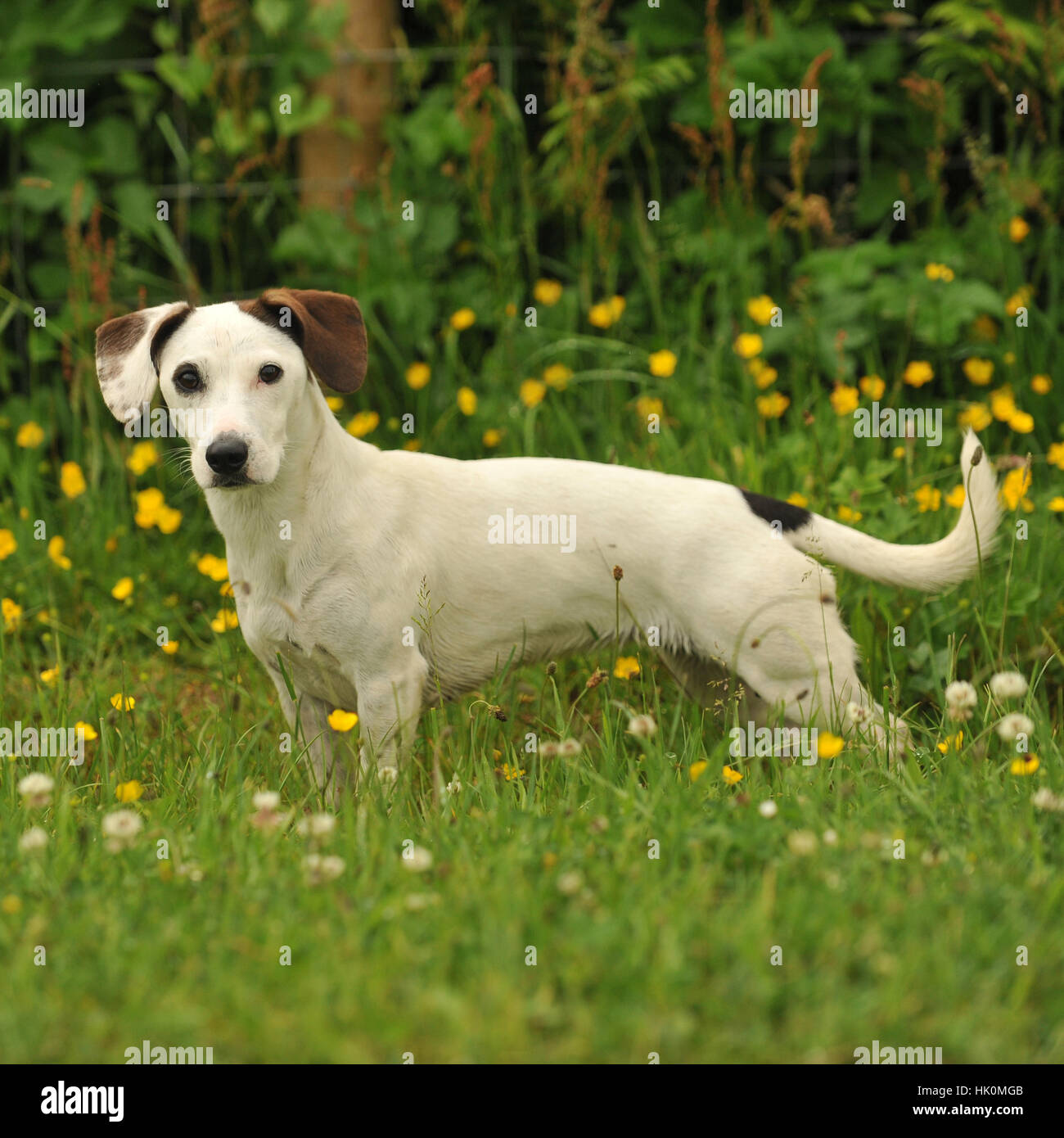 jack russell terrier dog Stock Photo - Alamy