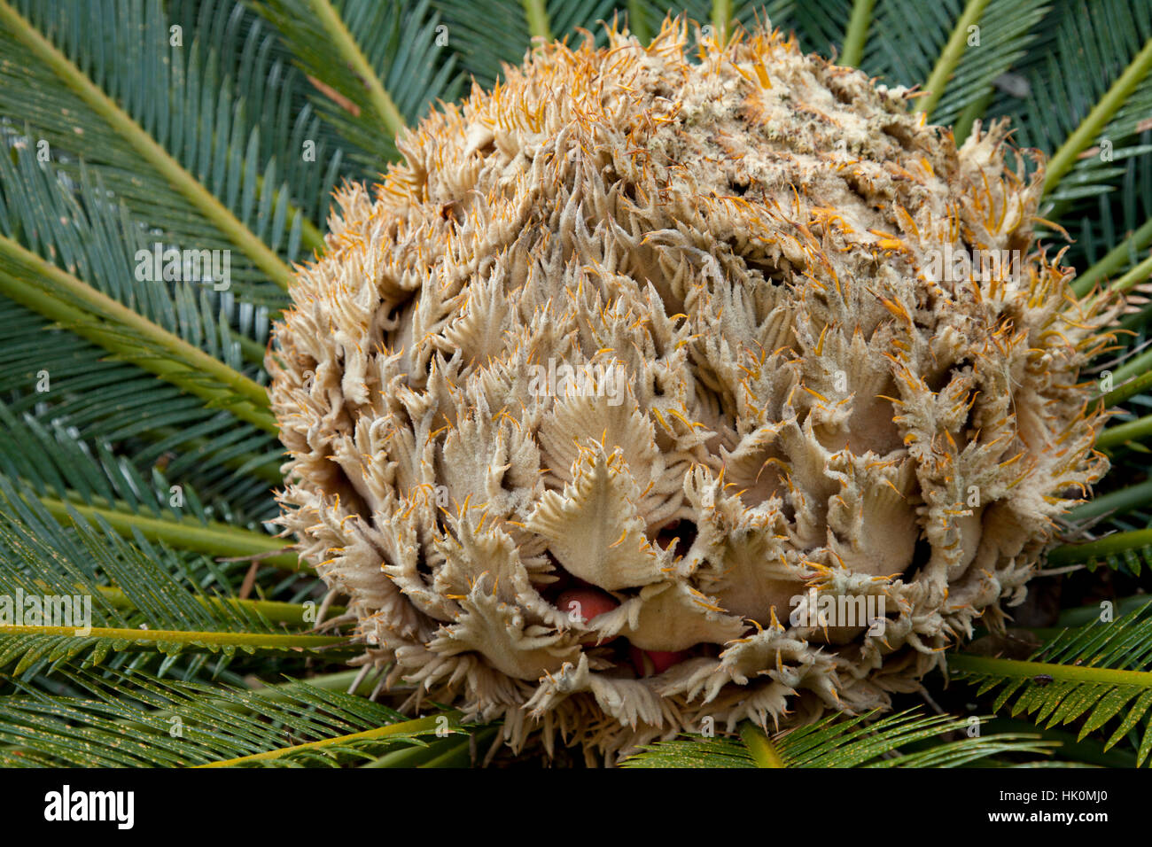 Cycas revoluta cycad hi-res stock photography and images - Alamy