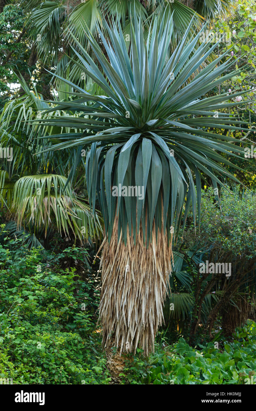 Furcraea hi-res stock photography and images - Alamy