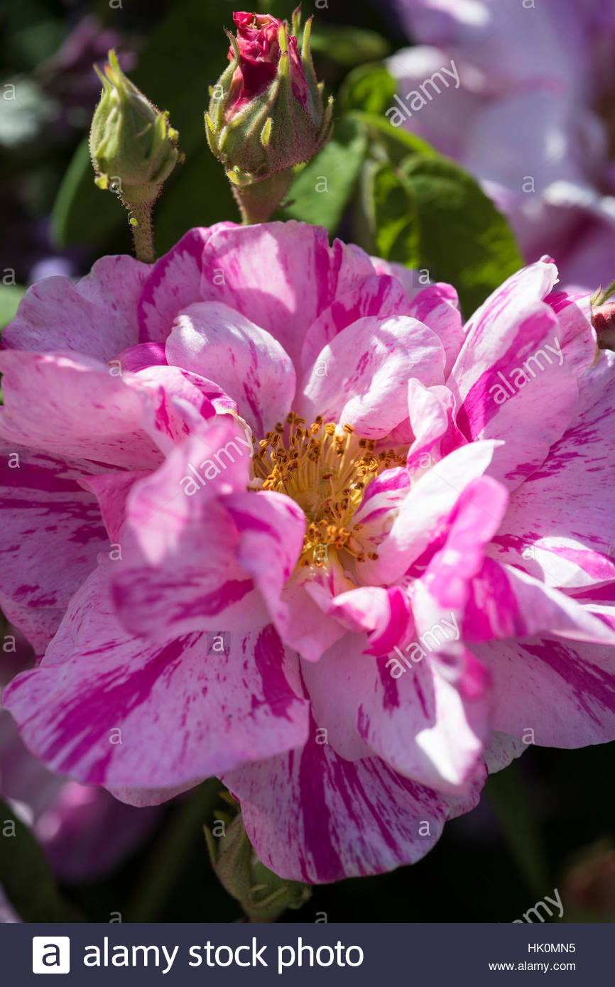 Rosa Mundi Stock Photos & Rosa Mundi Stock Images - Alamy