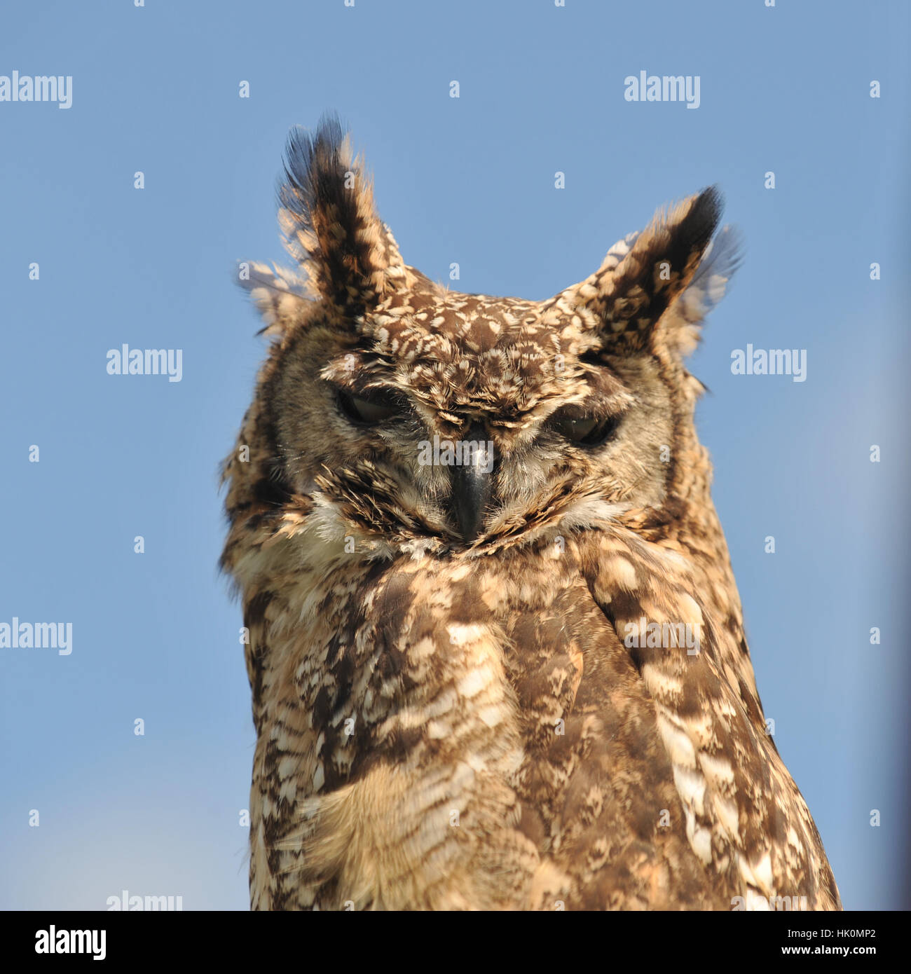 long eared owl Stock Photo - Alamy