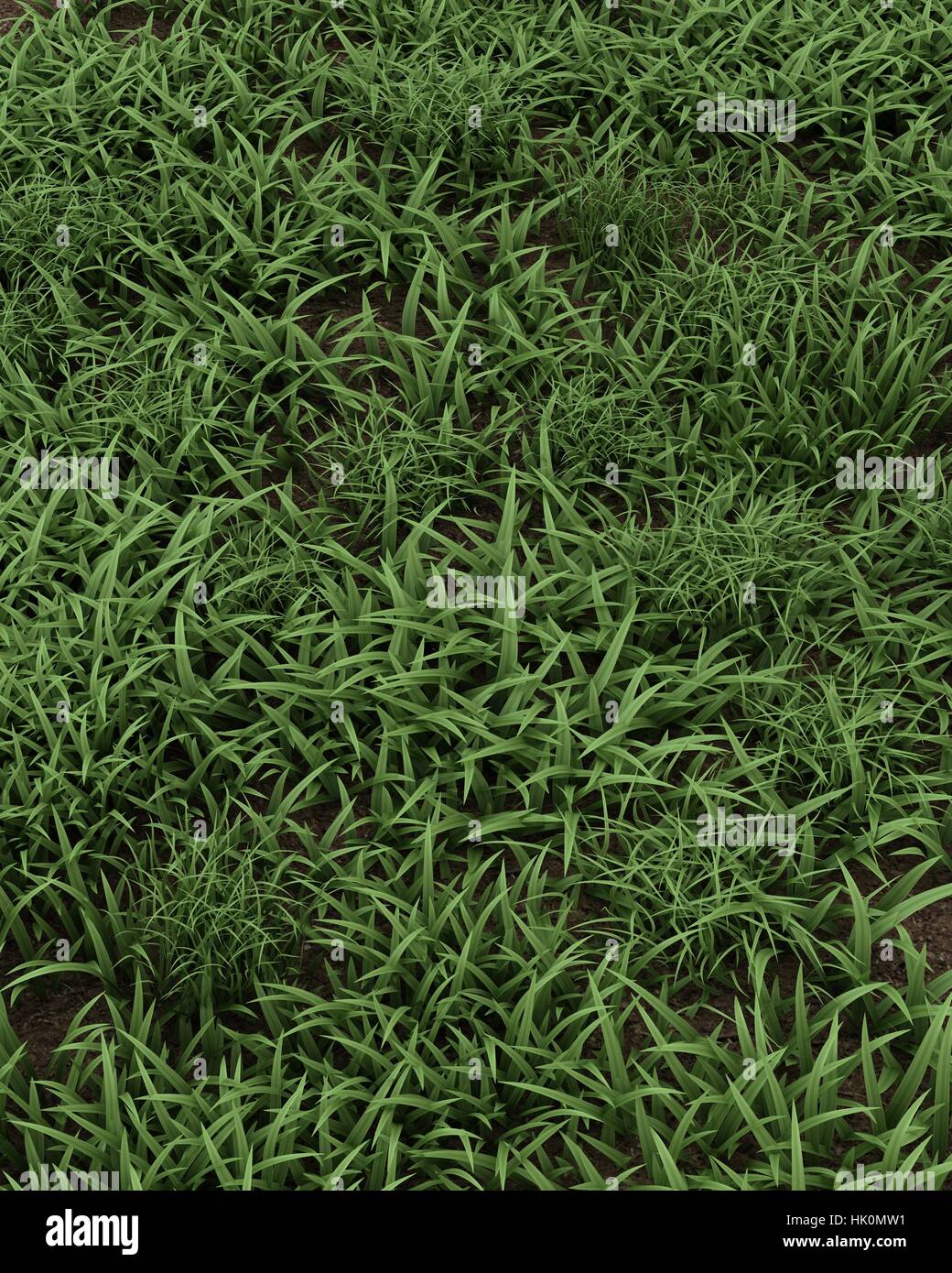 summer, summerly, spring, growth, grow, render, meadow, grass, lawn ...