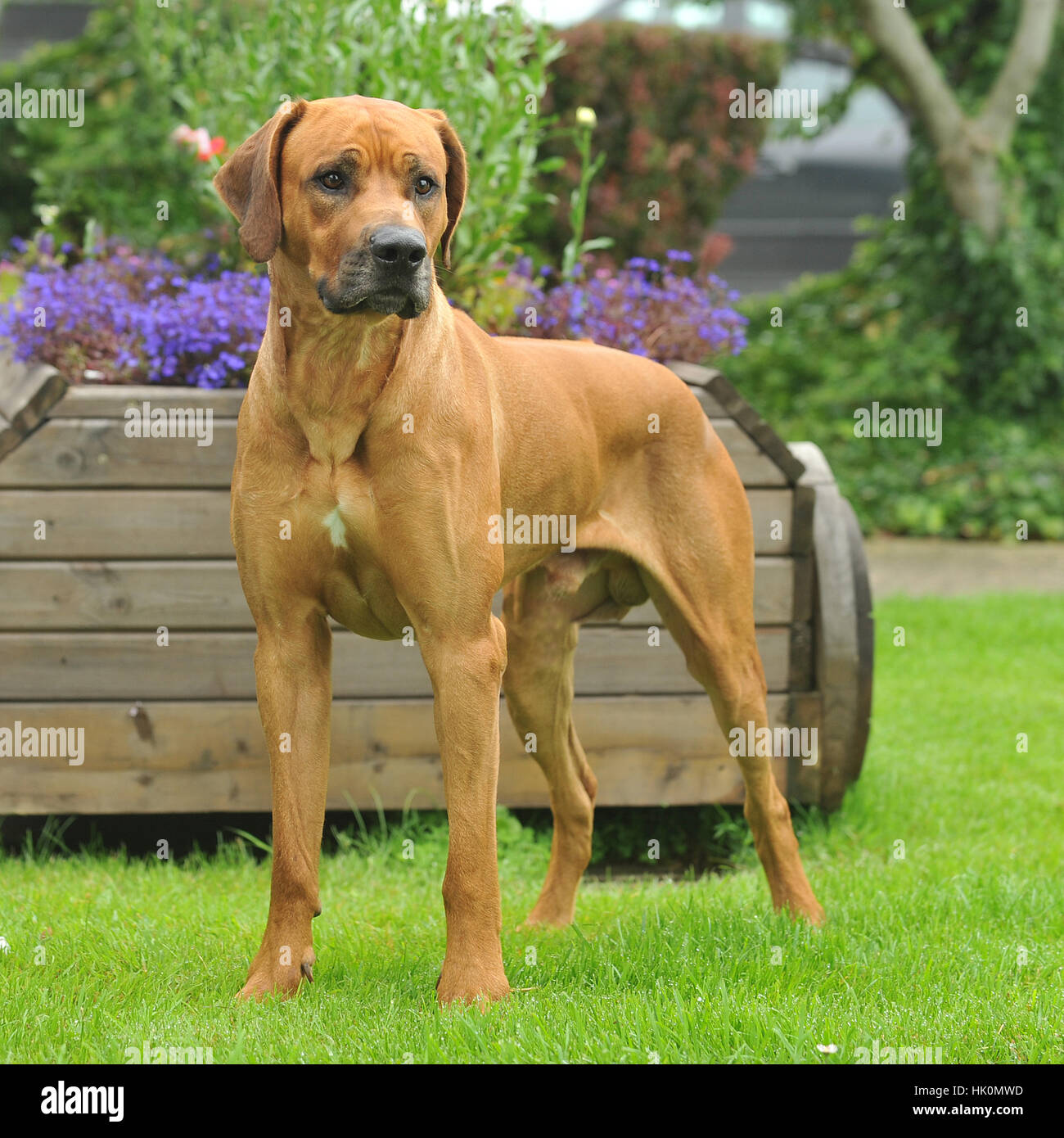 Rhodesian front hi-res stock photography and images - Alamy