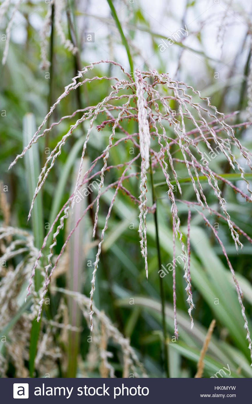 Calamagrostis Acutiflora Karl Foerster Stock Photos & Calamagrostis ...