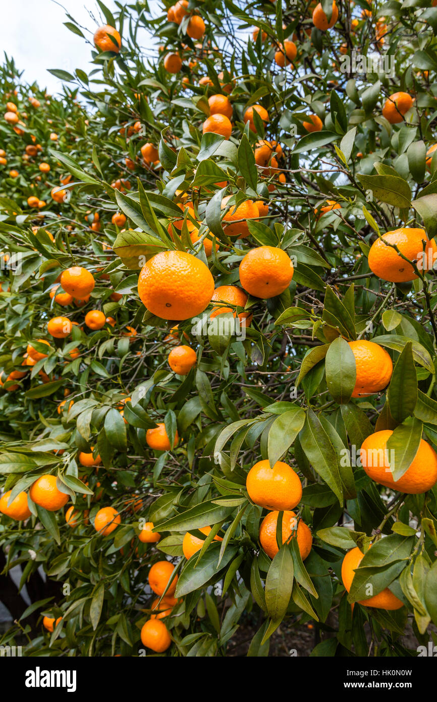 Reticulata hi-res stock photography and images - Alamy