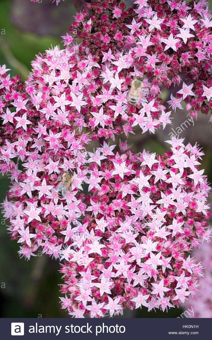 Sedum Matrona Stock Photos & Sedum Matrona Stock Images - Alamy