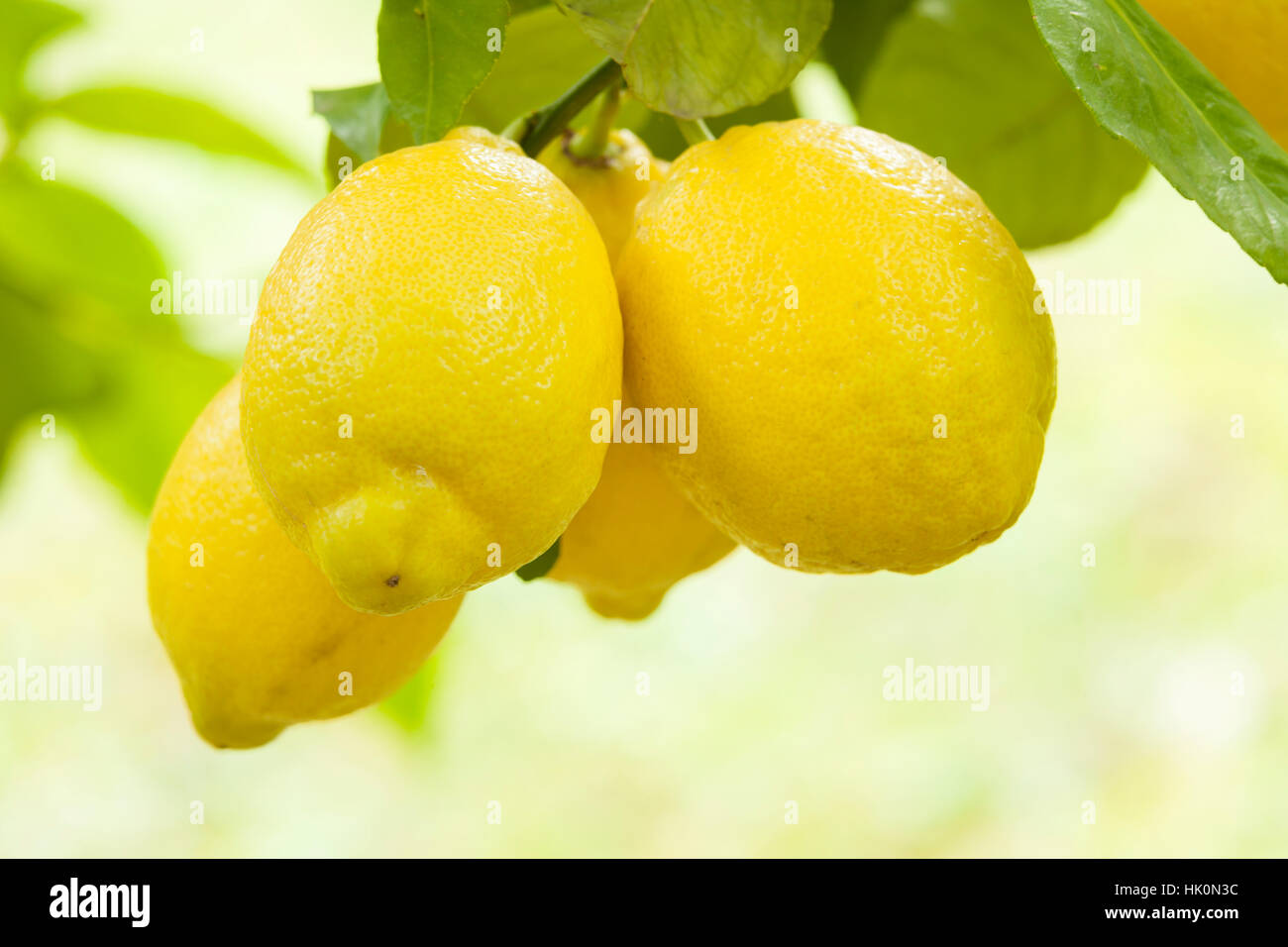 Lemon on lemon tree france hi-res stock photography and images - Alamy