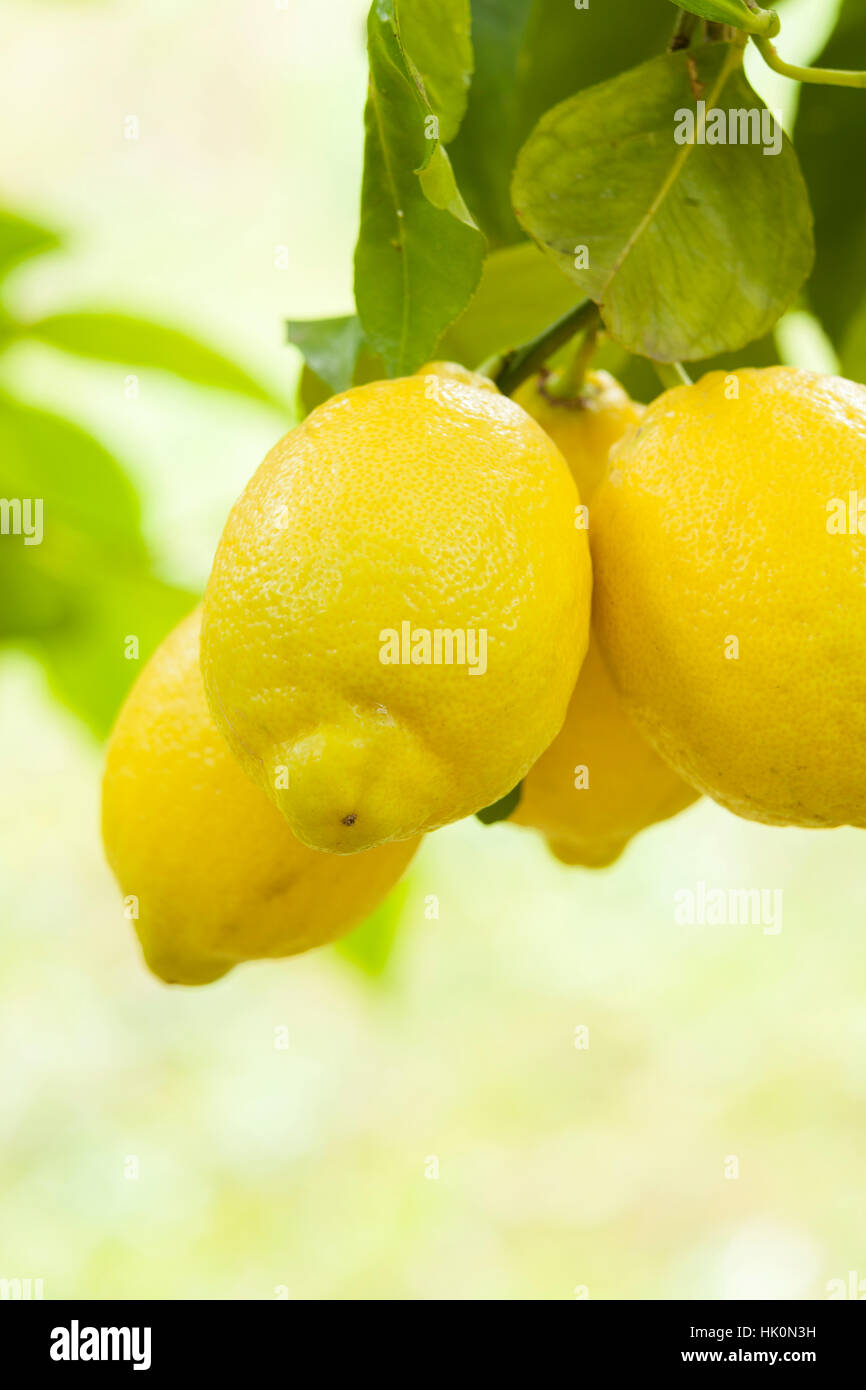 Lemon on lemon tree france hi-res stock photography and images - Alamy