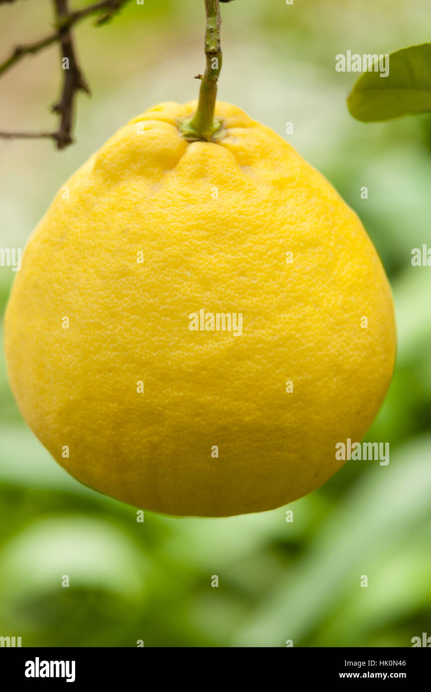 Cedrat de corse hi-res stock photography and images - Alamy