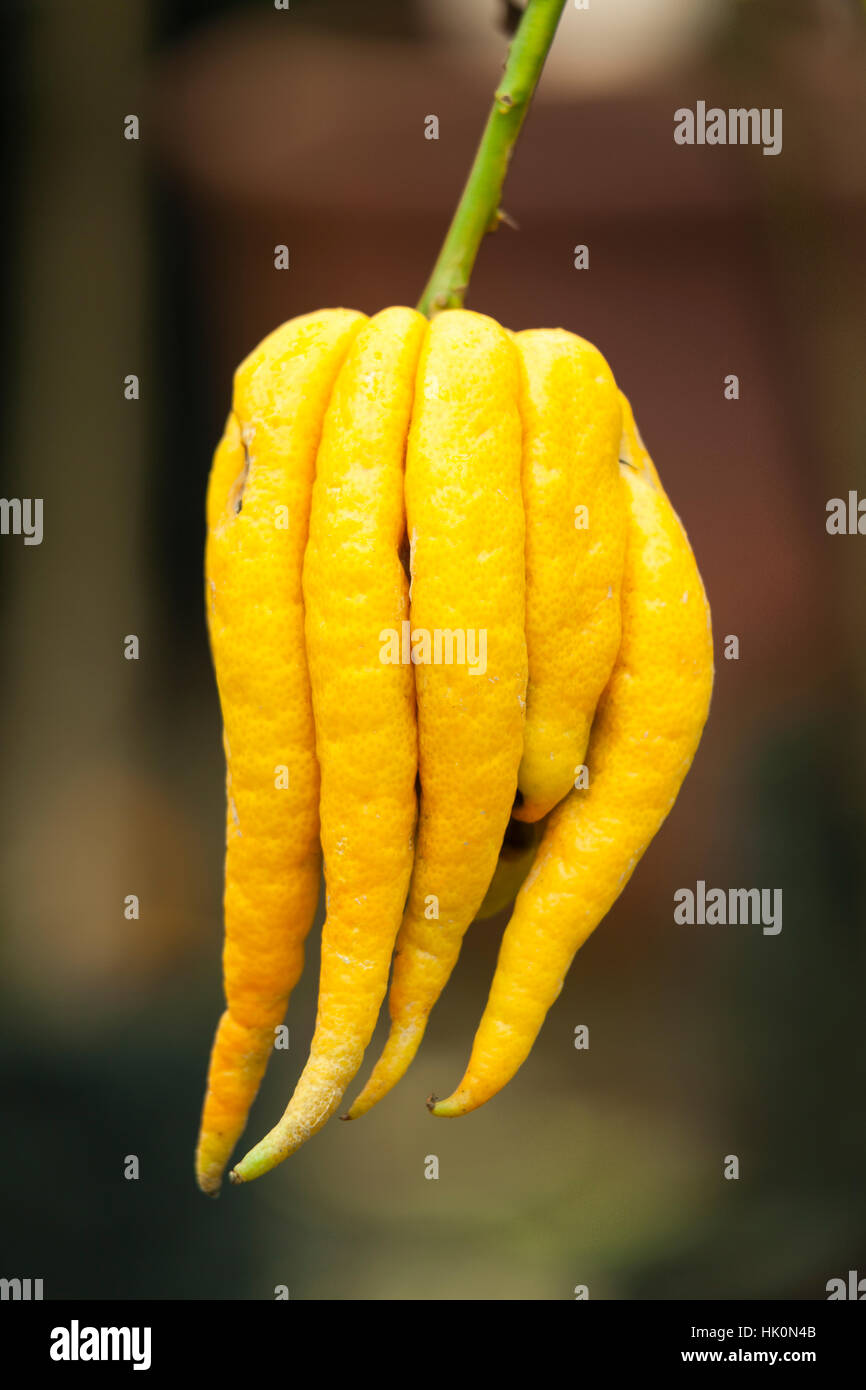 Buddhas hand fruit hi-res stock photography and images - Alamy