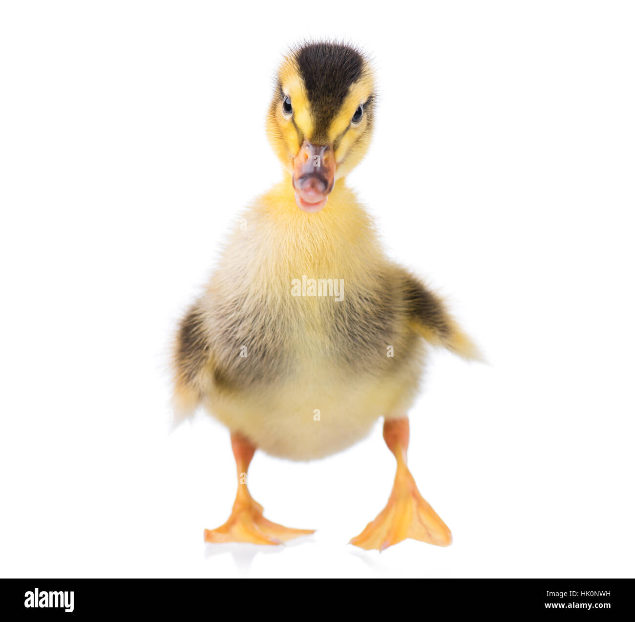 Cute little duckling Stock Photo - Alamy