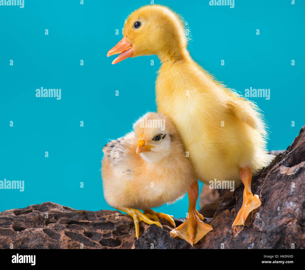 Cute gosling and chicken Stock Photo - Alamy
