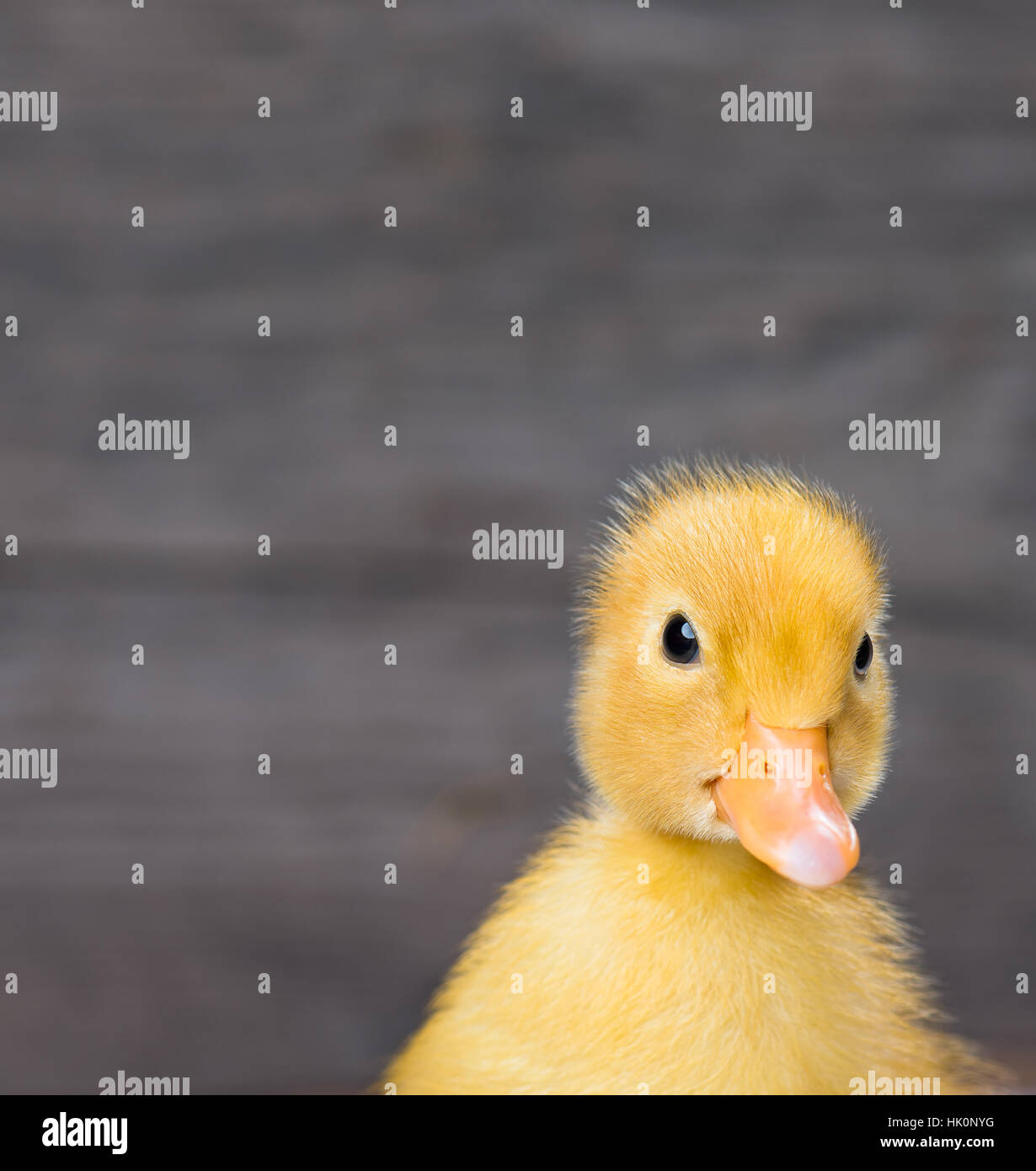 Cute newborn duckling Stock Photo - Alamy