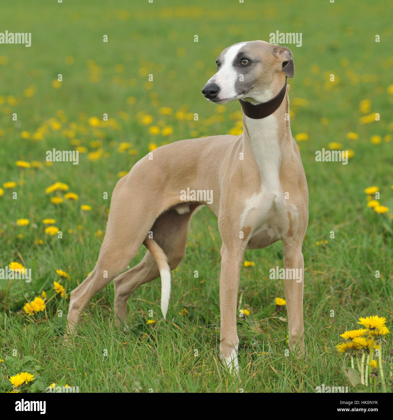 Whippet collar hi-res stock photography and images - Alamy