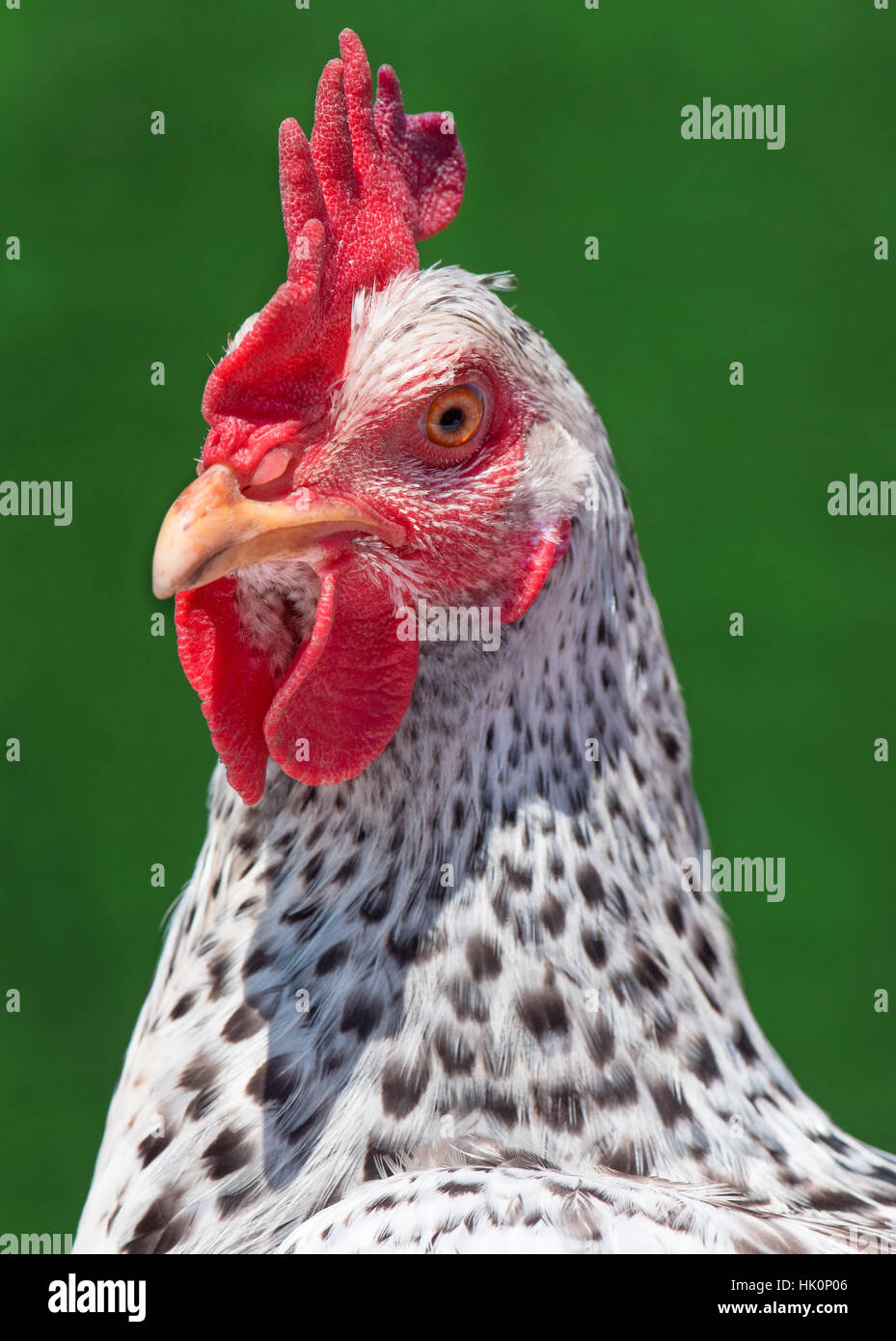 Head white hen on green Stock Photo - Alamy