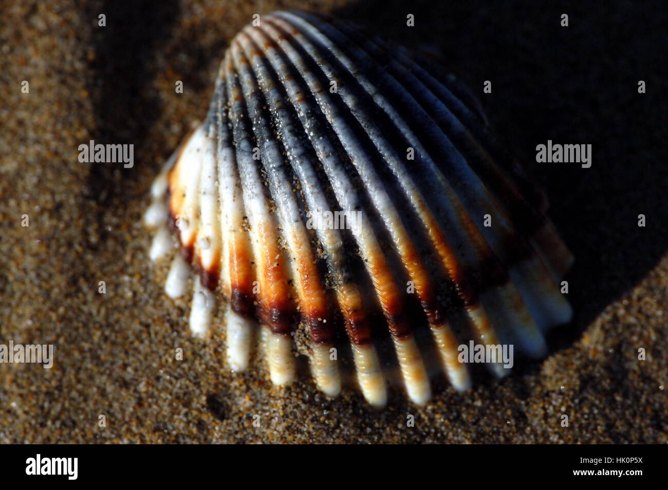 colred shell over the sand on a beach Stock Photo - Alamy