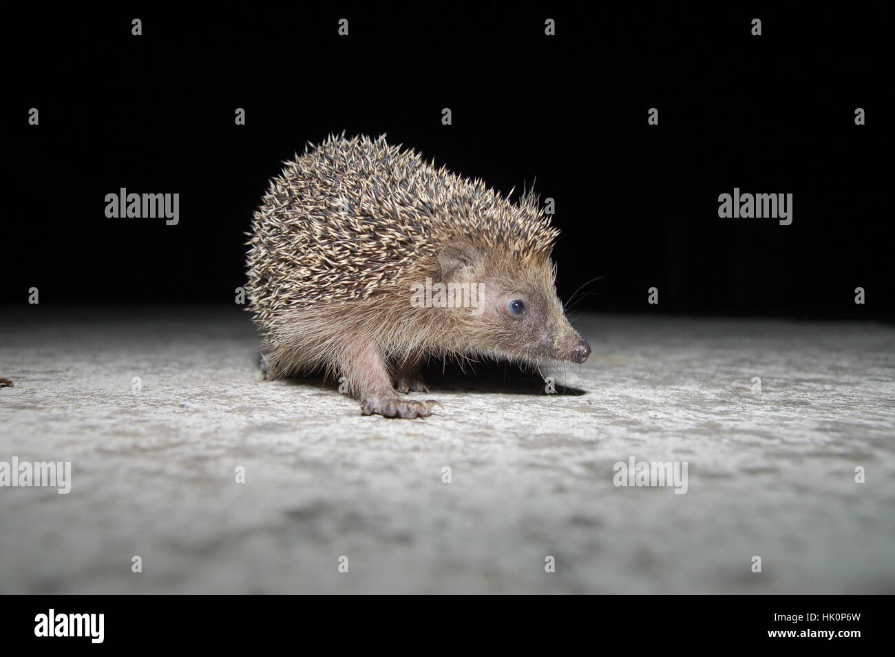 mammal, rodent, hedgehog, porcupine, profile, isolated, closeup, animal ...