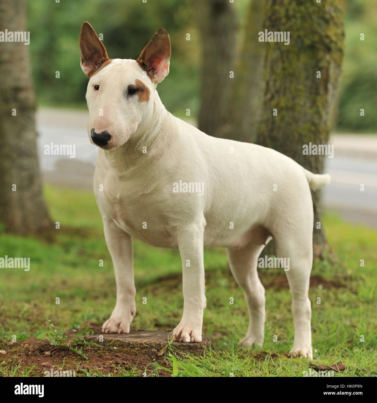 english bull terrier Stock Photo - Alamy