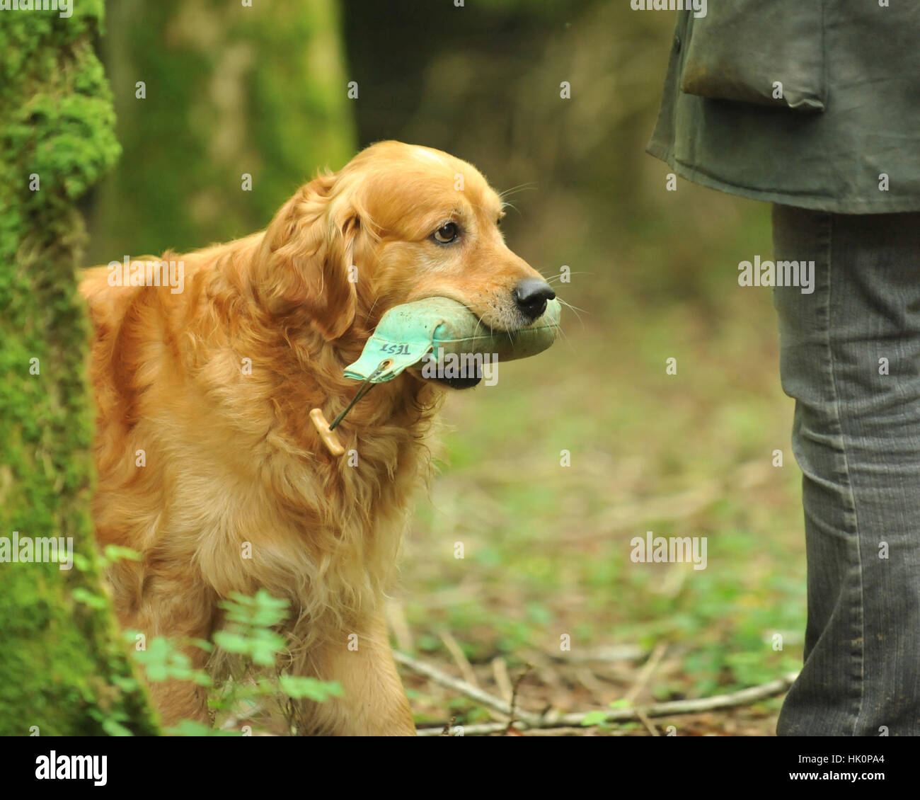 golden retriever retrieving dummy Stock Photo - Alamy