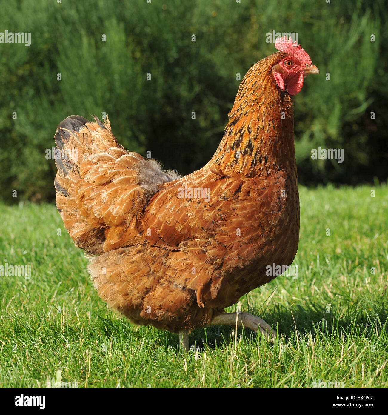 Fancy chicken breeds hi-res stock photography and images - Alamy