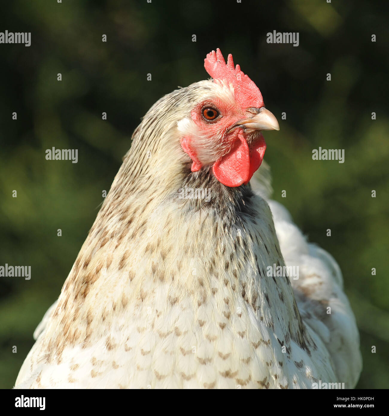Silver laced orpington chicken hi-res stock photography and images - Alamy