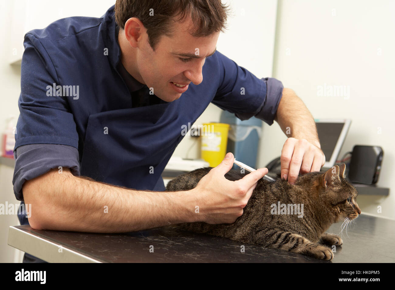 Male Veterinary Surgeon Examining Cat In Surgery Stock Photo - Alamy