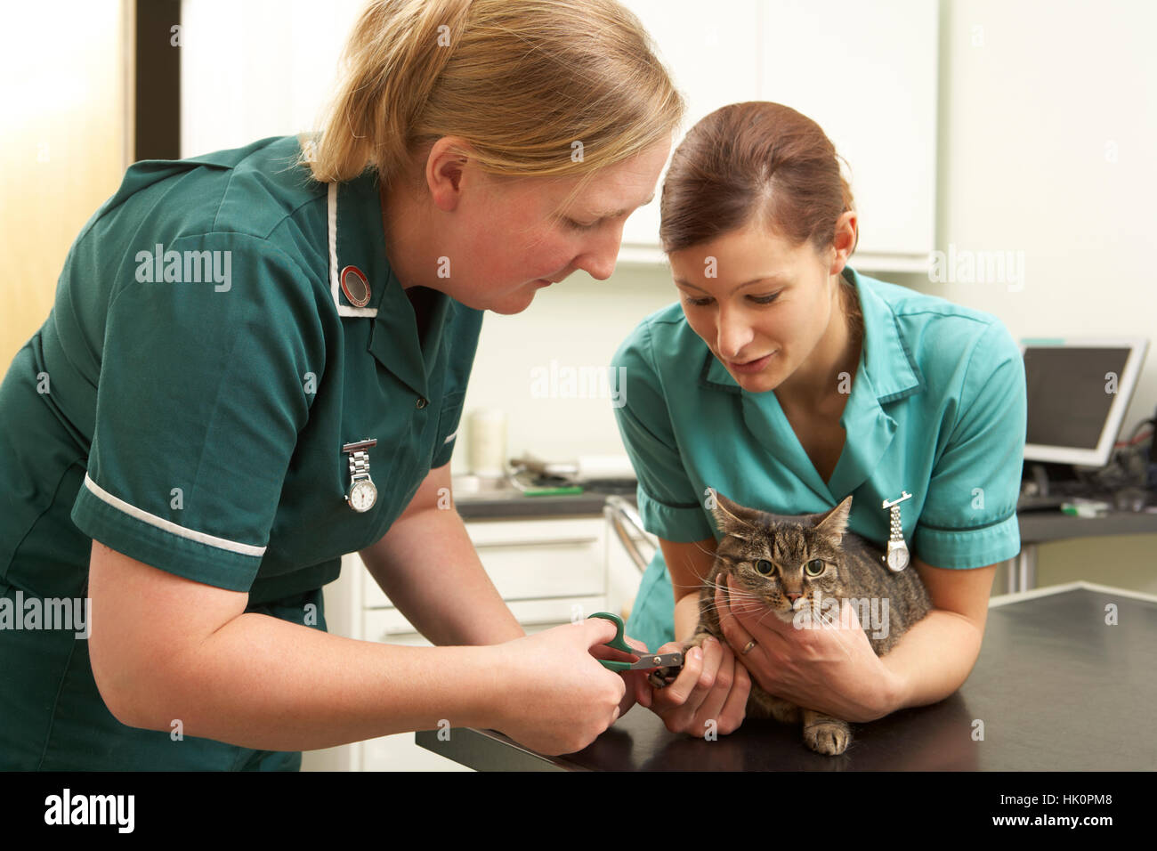 Female Veterinary Surgeon And Nurse Examining Cat In Surgery Stock ...