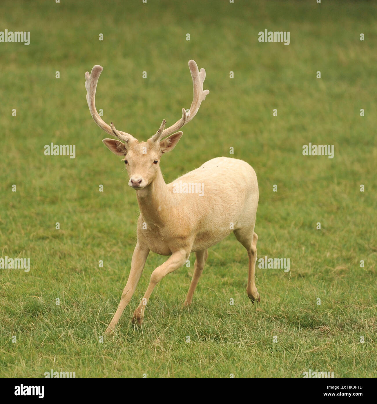 Deer british hi-res stock photography and images - Alamy