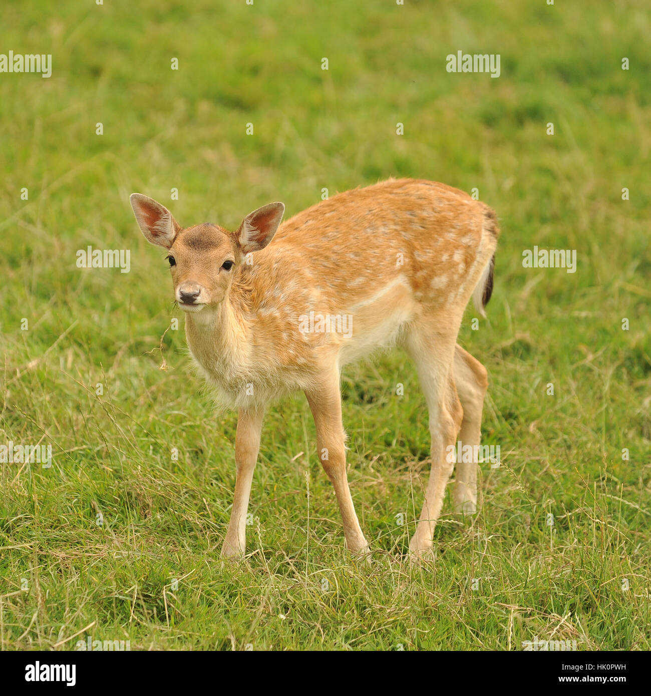 Deer british hi-res stock photography and images - Alamy