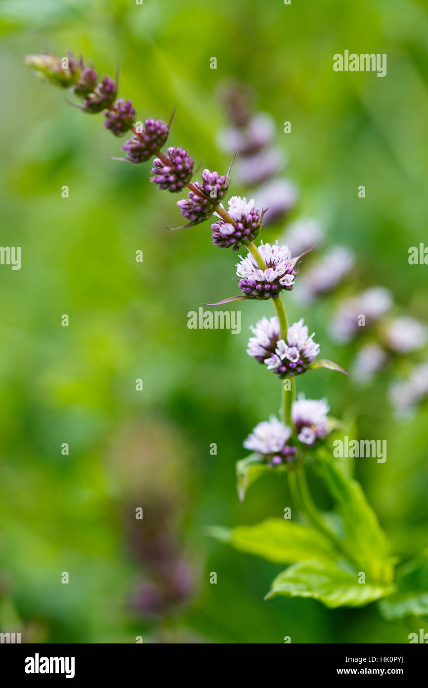 Mentha spicata (Garden Mint Stock Photo - Alamy