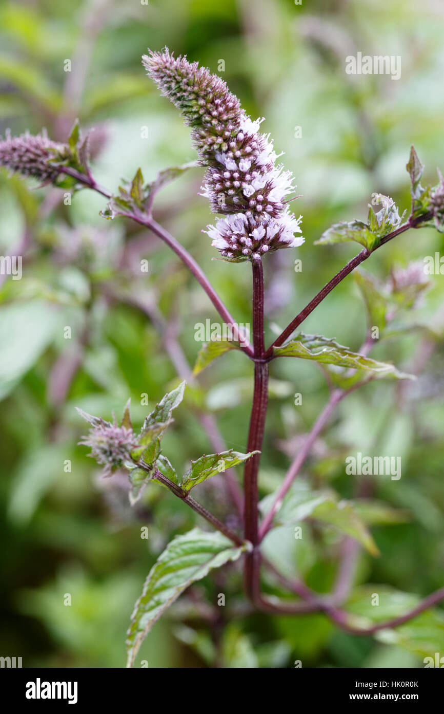 Mentha x piperita f. citrata 'Chocolate' (Chocolate Mint Stock Photo ...
