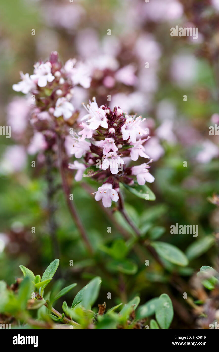 Thymus 'Pink Ripple' Stock Photo - Alamy