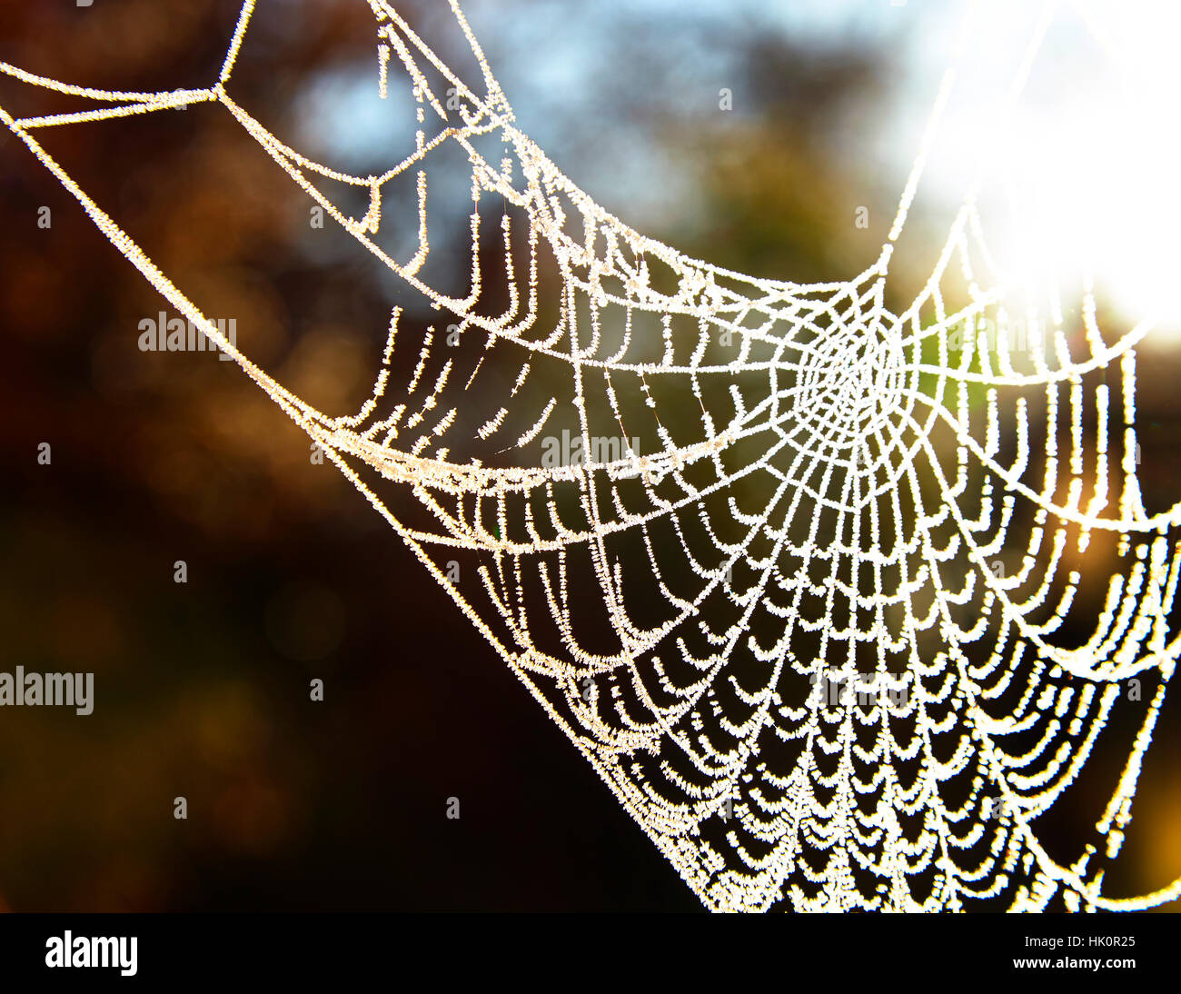 Large oak tree standing alone Stock Photo - Alamy