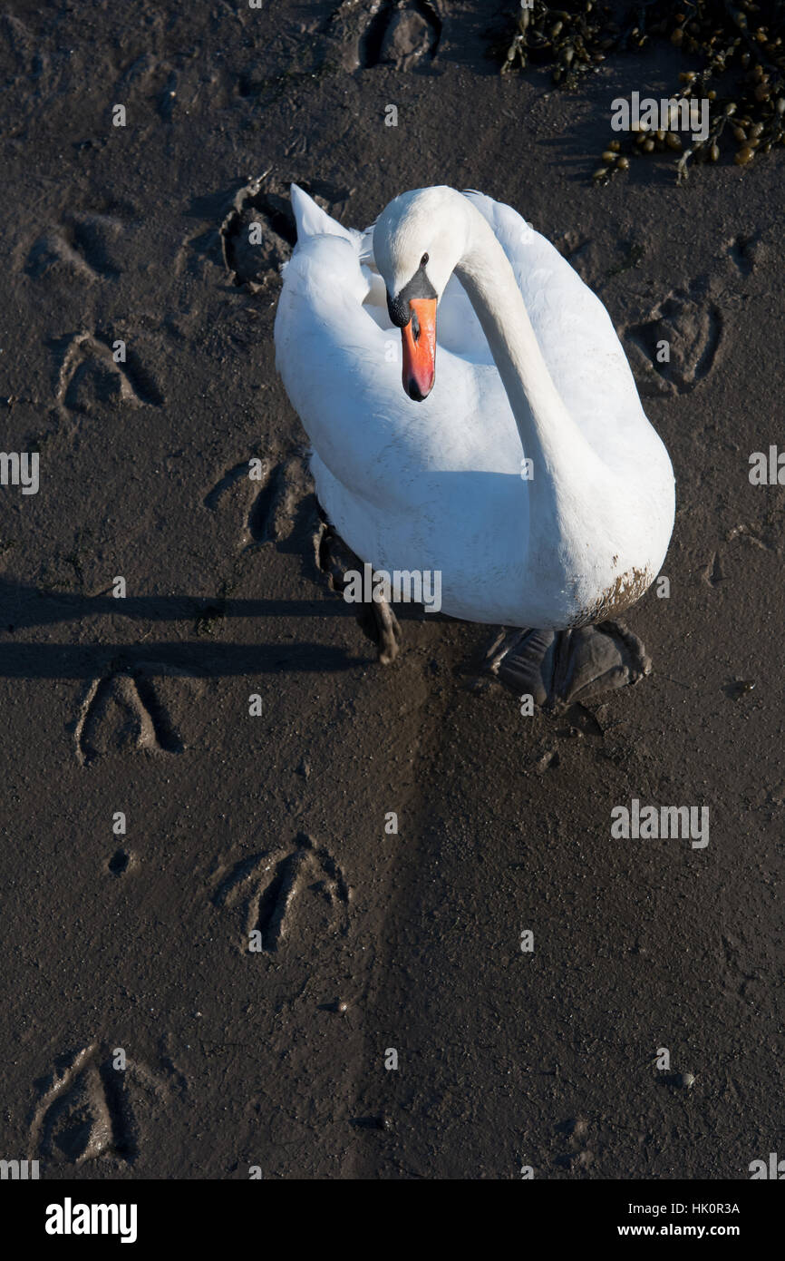 Swan footprints hi-res stock photography and images - Alamy