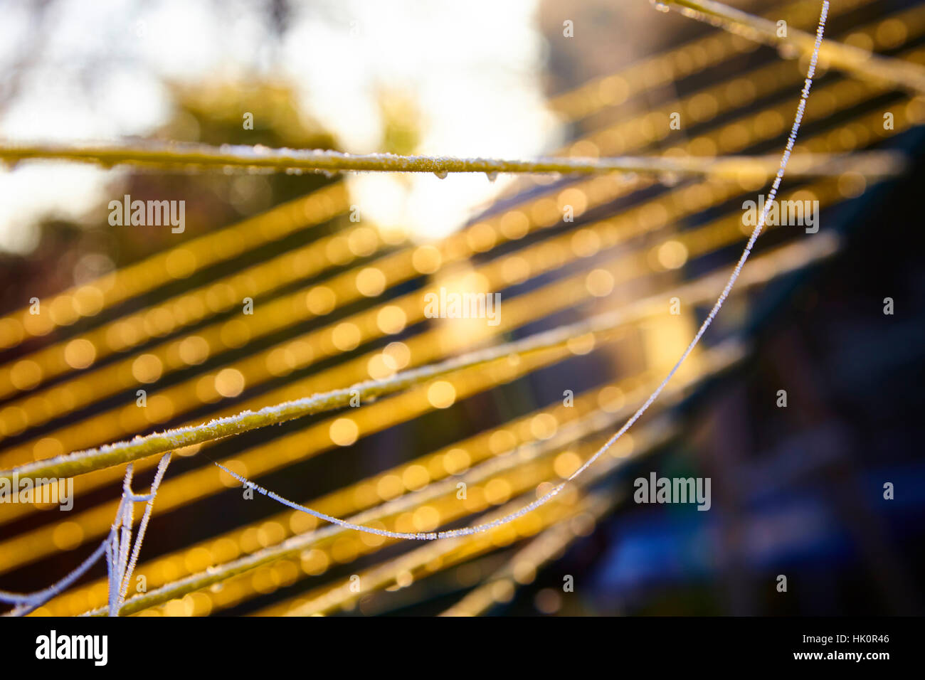 A spiders web against an autumanal backdrop Stock Photo - Alamy