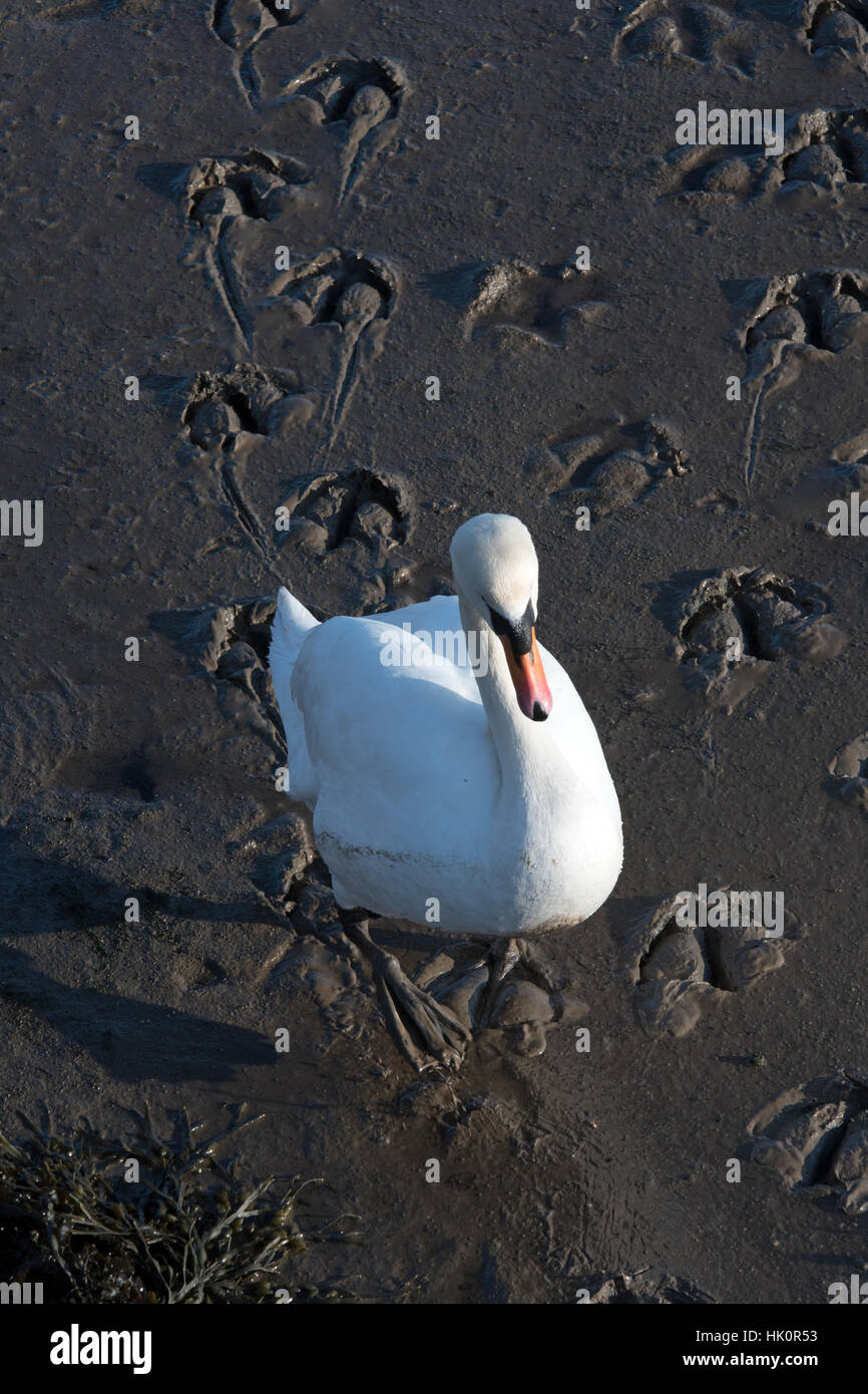 Swan footprints hi-res stock photography and images - Alamy