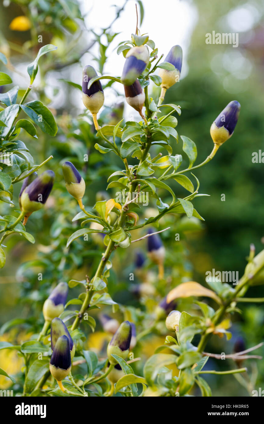 Vestia hi-res stock photography and images - Alamy