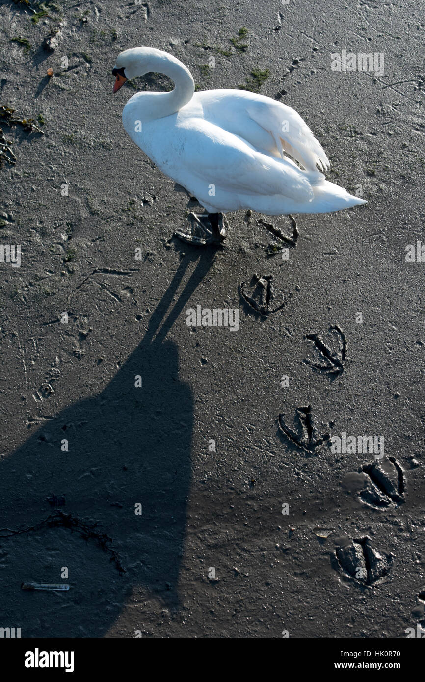 Swan footprints hi-res stock photography and images - Alamy