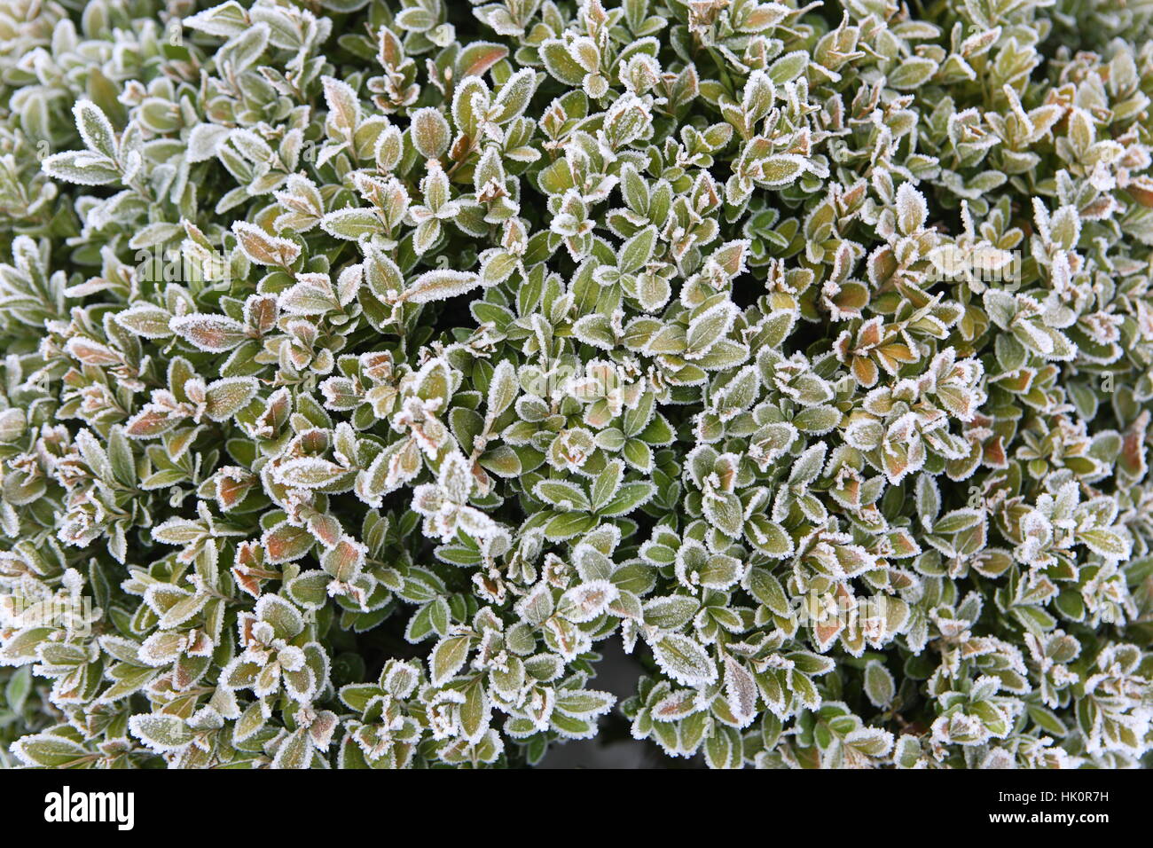 Boxwood winter hi-res stock photography and images - Alamy