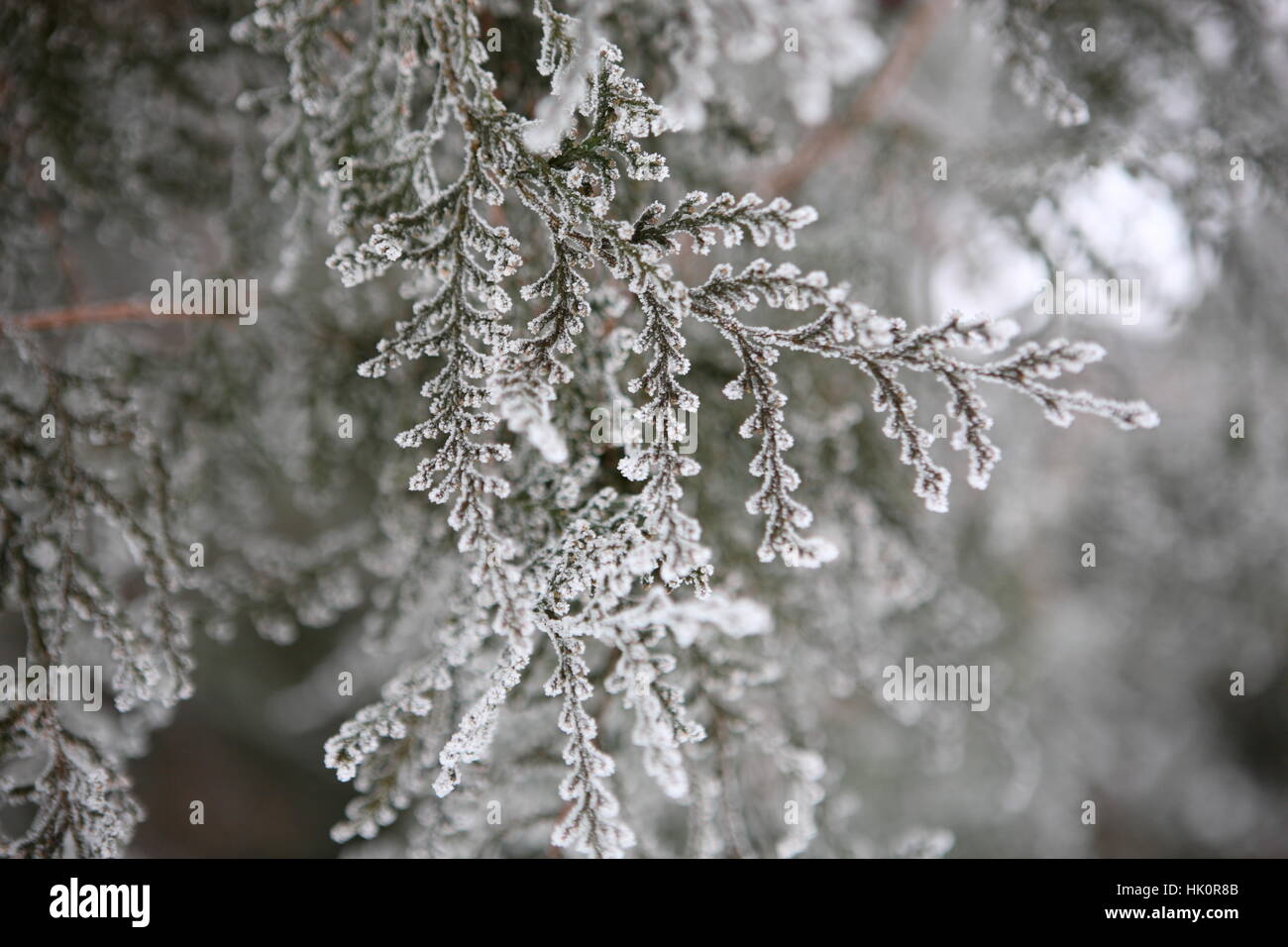 white cedar covered with frost Stock Photo - Alamy