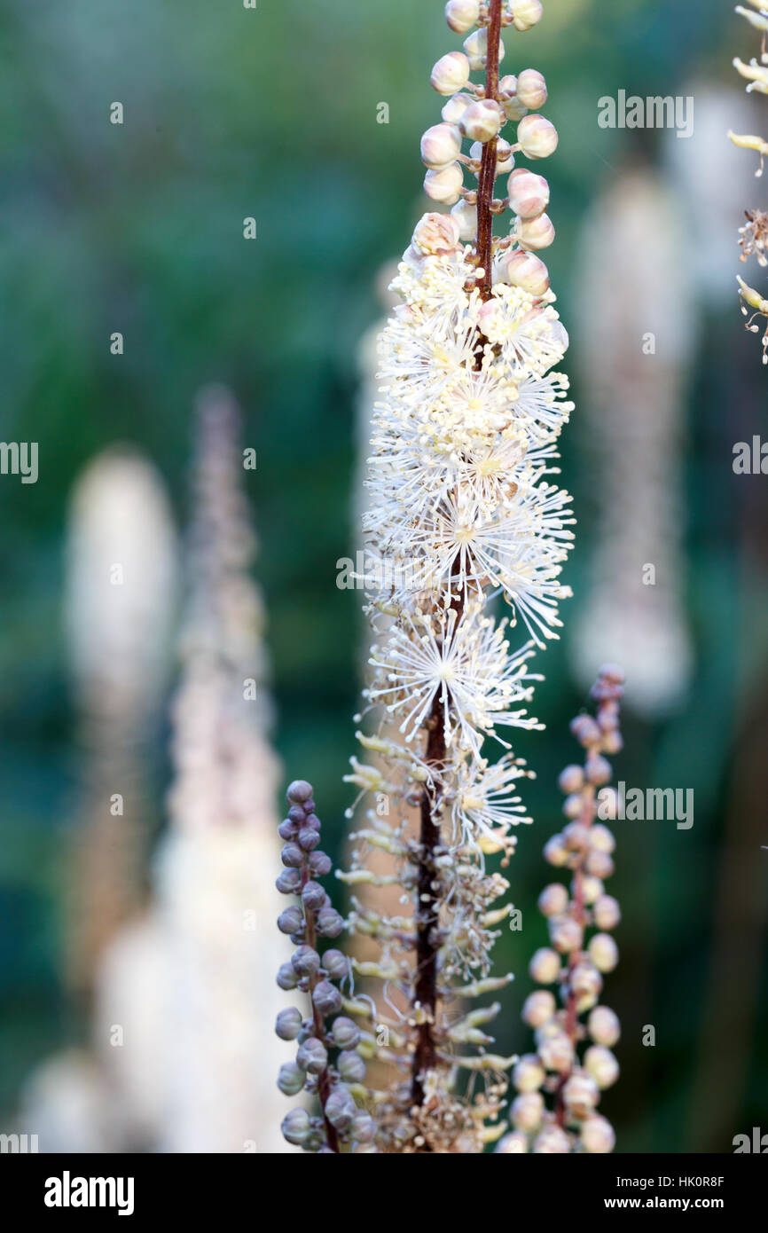 Actaea racemosa (Black Cohosh Stock Photo - Alamy