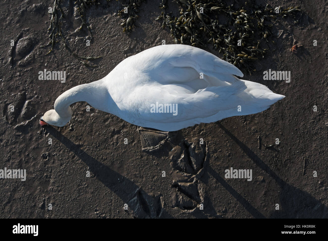 Mute Swan leaving footprints in mud Stock Photo - Alamy