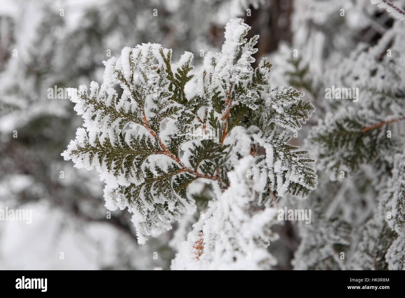 white cedar covered with frost Stock Photo - Alamy