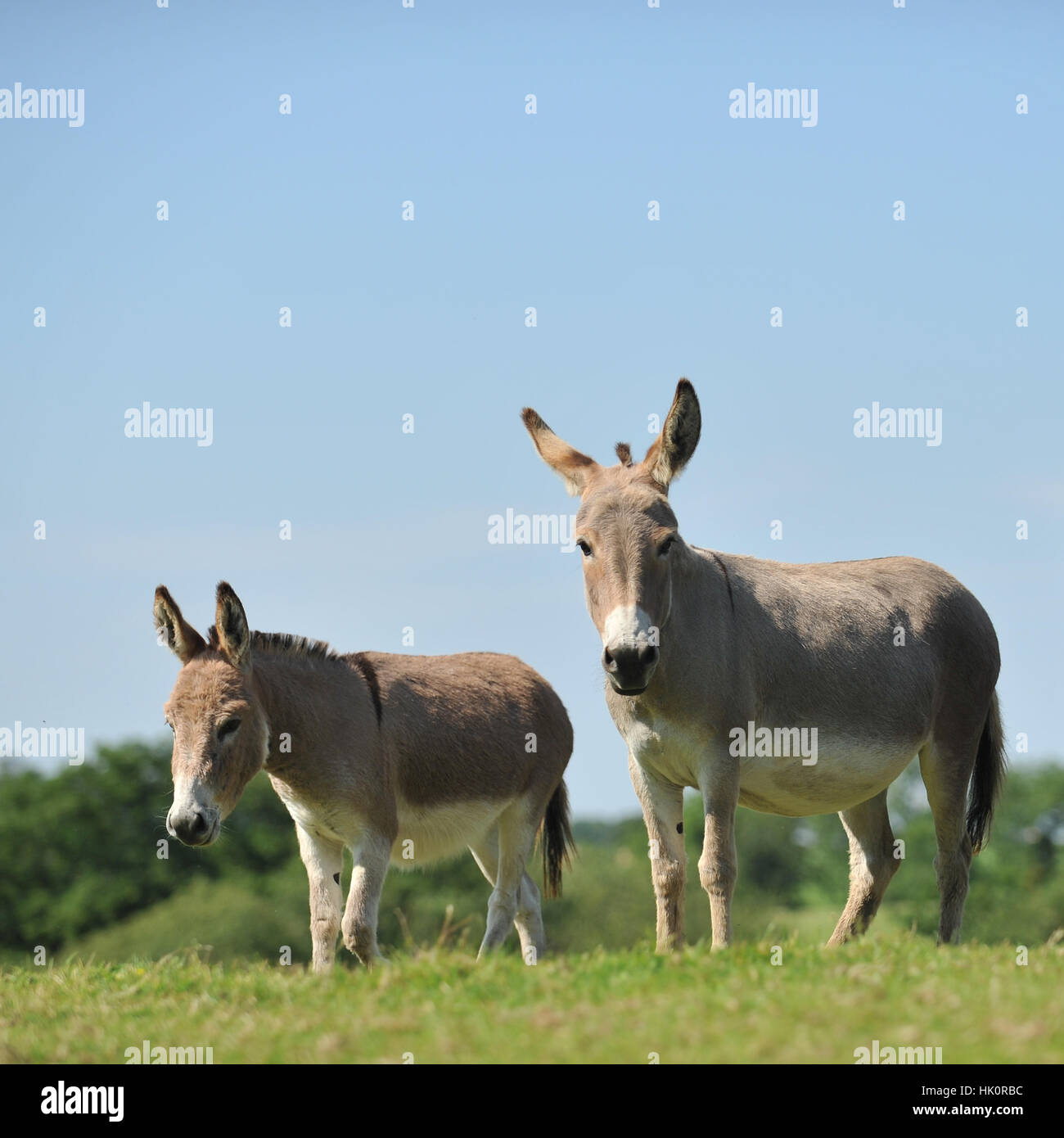 two donkeys in a field Stock Photo - Alamy