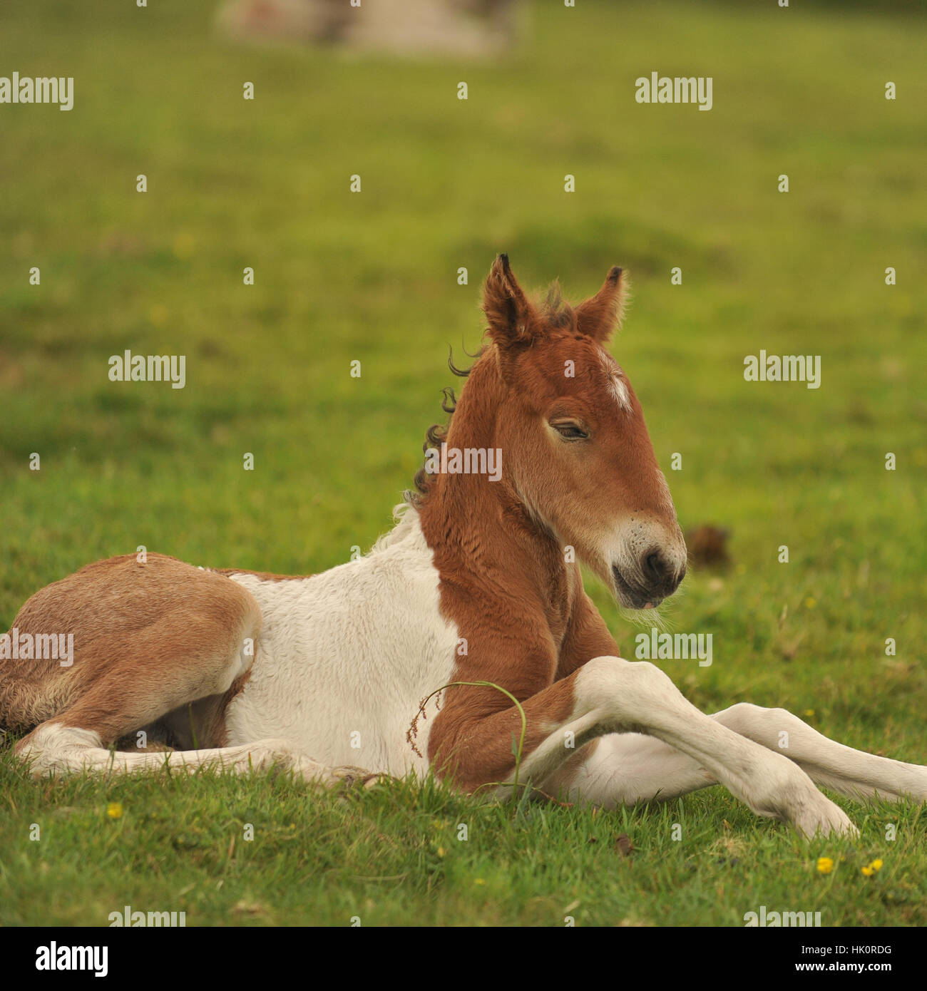Foal Baby Horse High Resolution Stock Photography and Images - Alamy