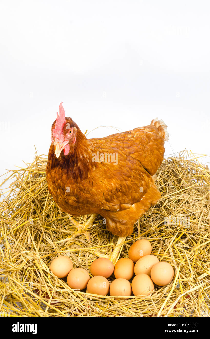 full body of brown chicken hen standing isolated white background use ...