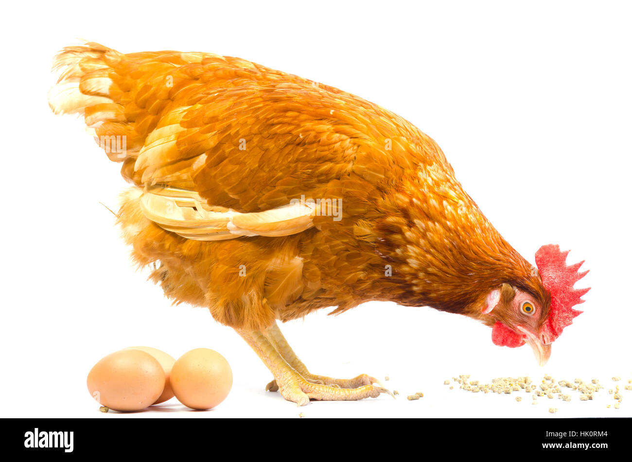 full body of brown chicken hen standing isolated white background use ...