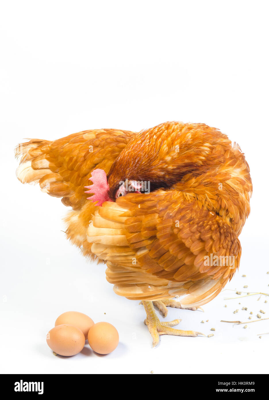 full body of brown chicken hen standing isolated white background use ...